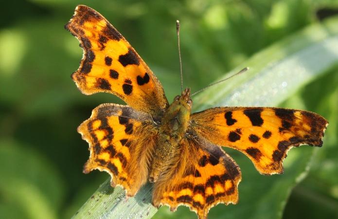 RECONNAITRE LES PAPILLONS | Le grand recensement des papillons de jardin